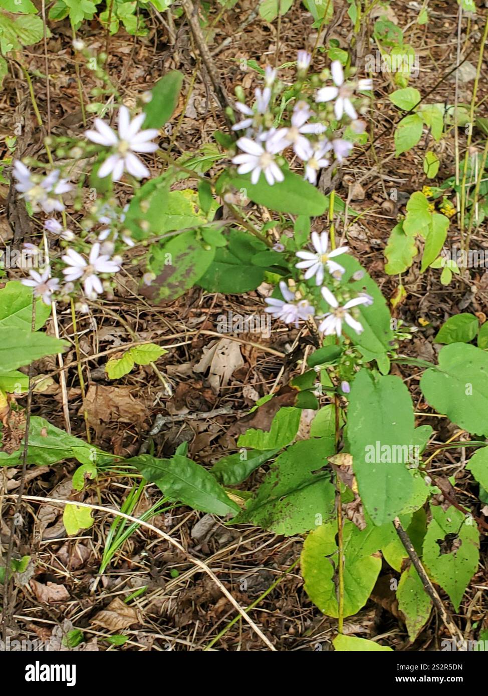 Common Blue Wood Aster (Symphyotrichum cordifolium Stock Photo - Alamy