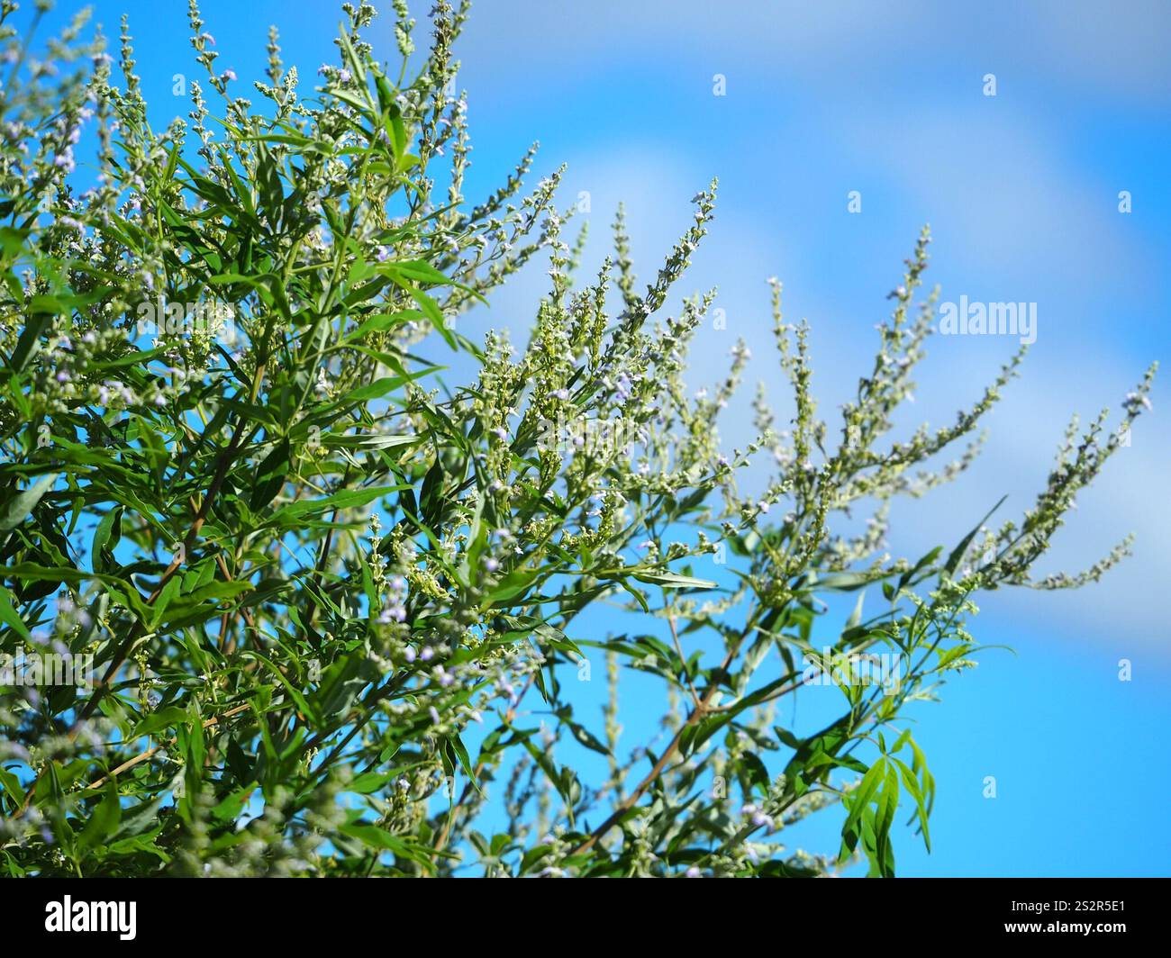 Five-leaved chaste tree (Vitex negundo Stock Photo - Alamy