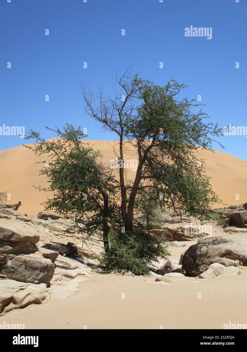 Ana tree (Faidherbia albida Stock Photo - Alamy