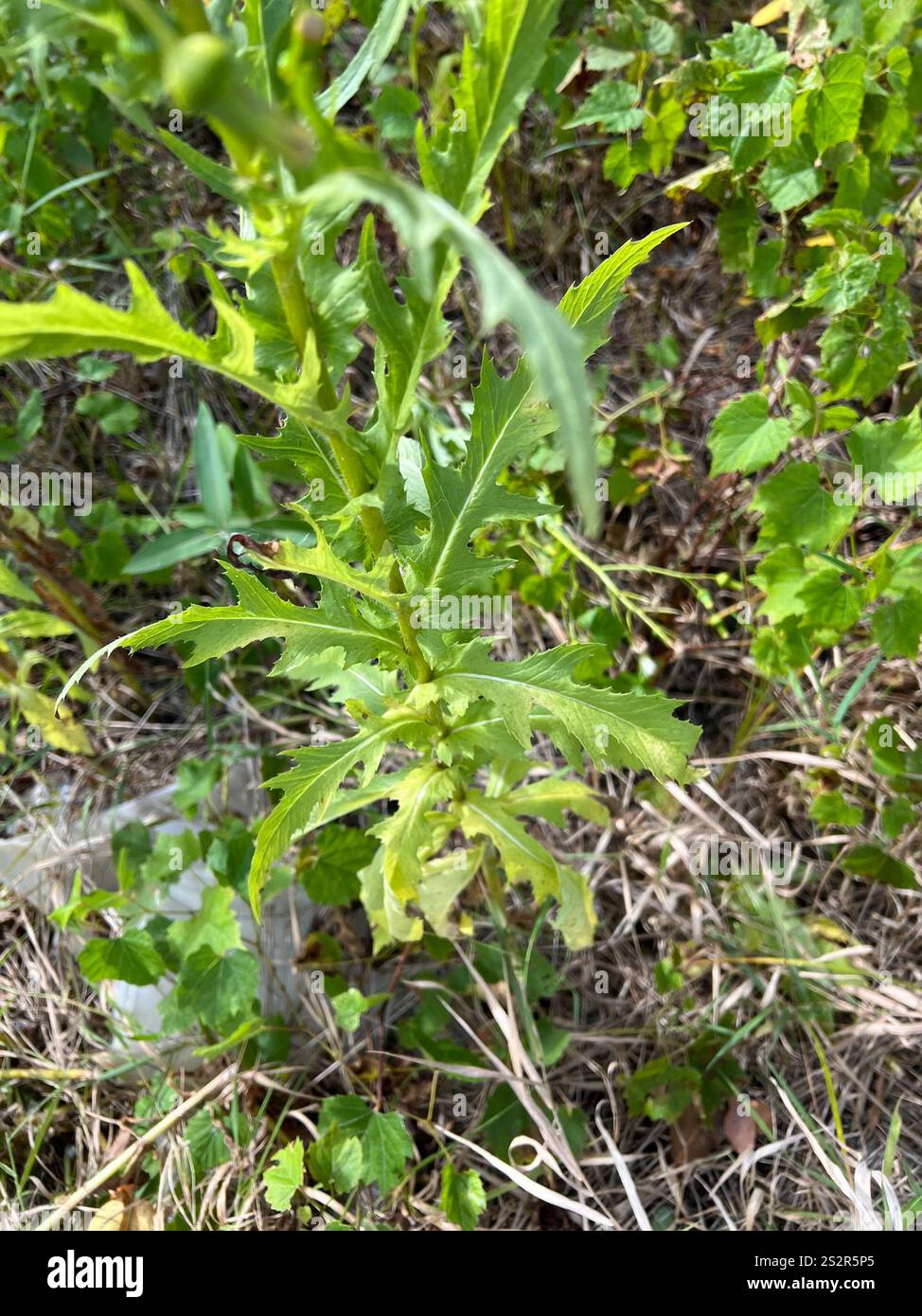 American burnweed (Erechtites hieraciifolius Stock Photo - Alamy