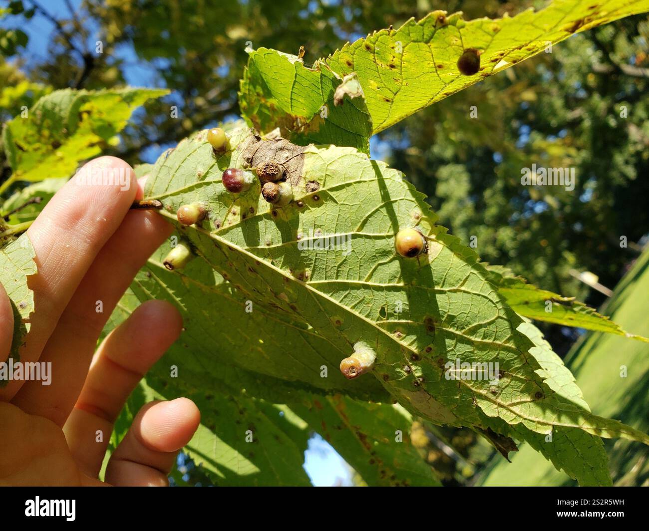 Hackberry Nipplegall Psyllid (Pachypsylla celtidismamma Stock Photo - Alamy
