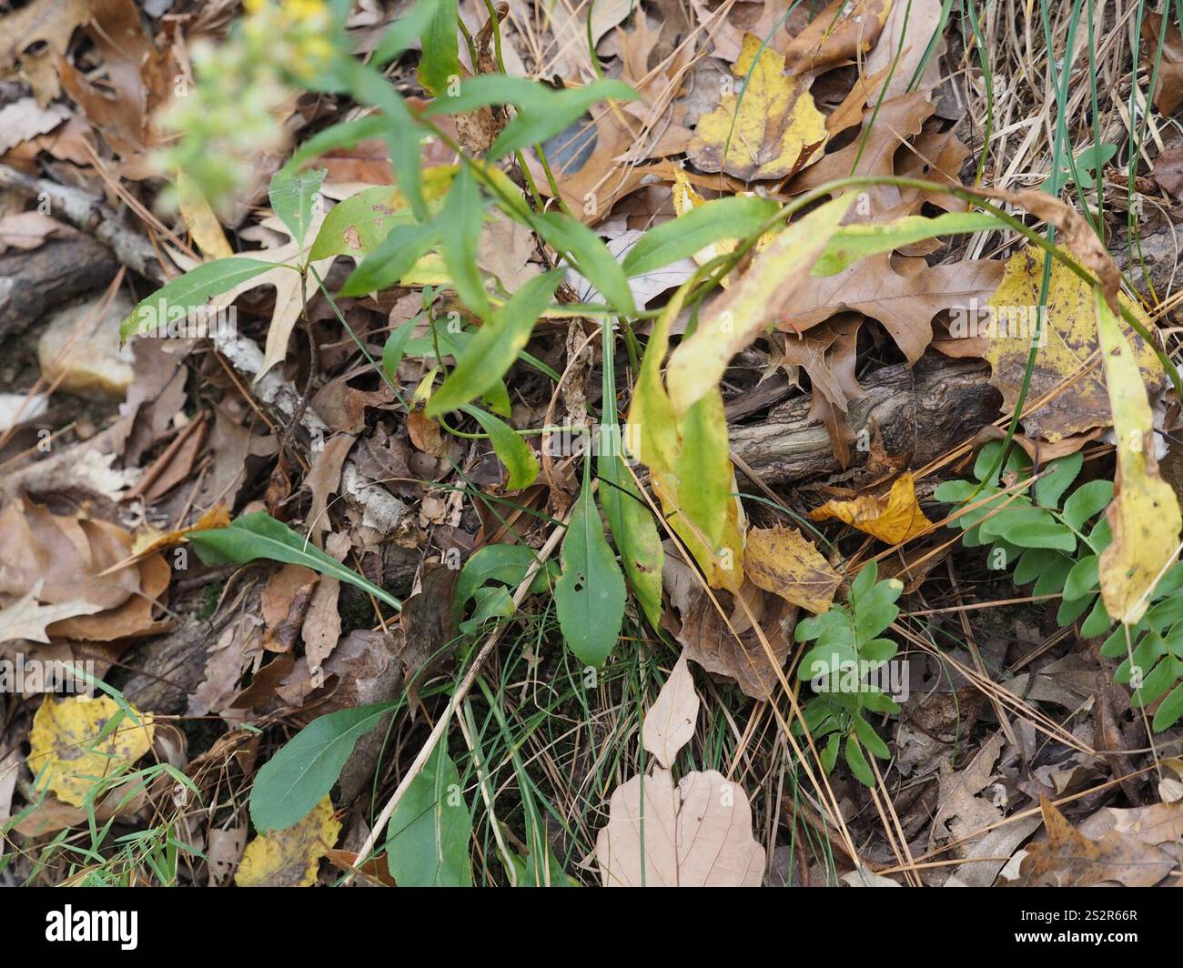 slender goldenrod (Solidago erecta Stock Photo - Alamy