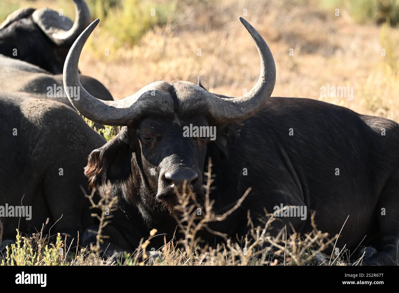 Close up portrait african buffalo hi-res stock photography and images ...