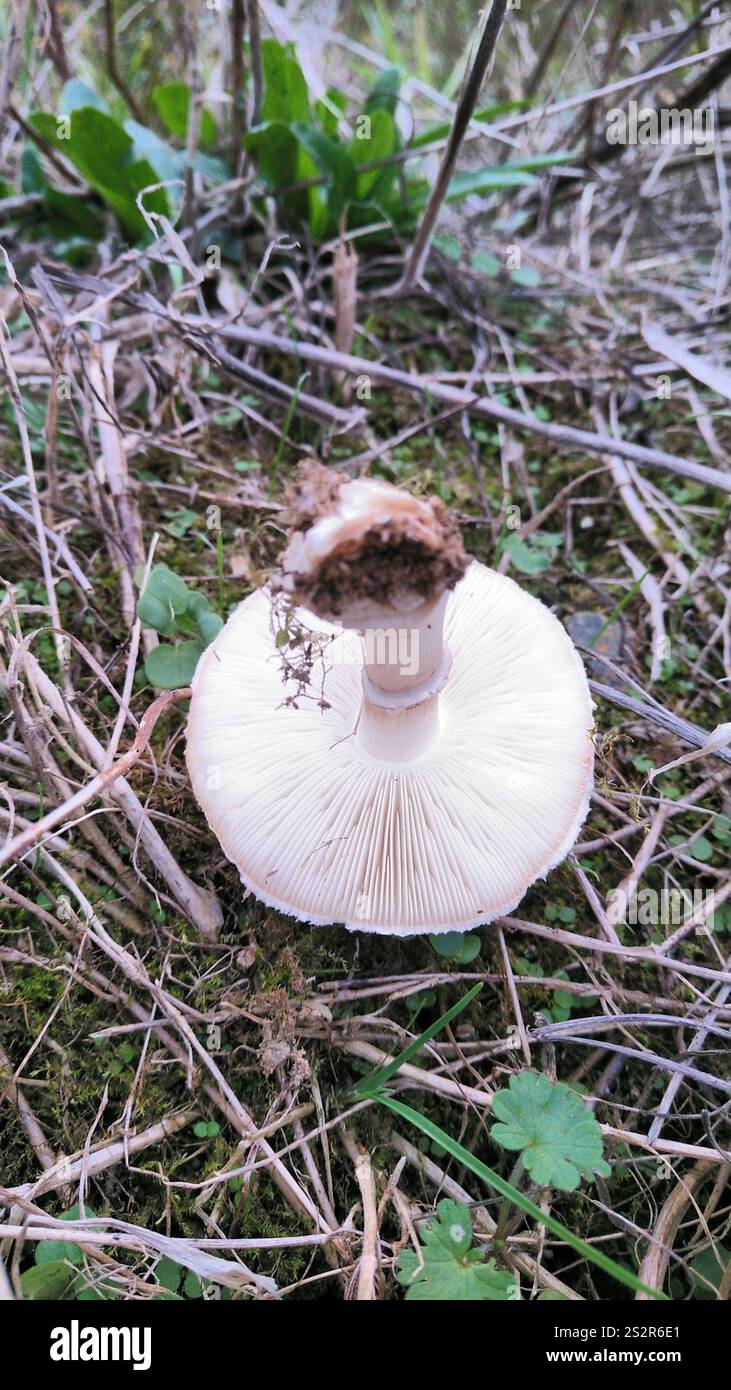 White Dapperling (Leucoagaricus leucothites Stock Photo - Alamy