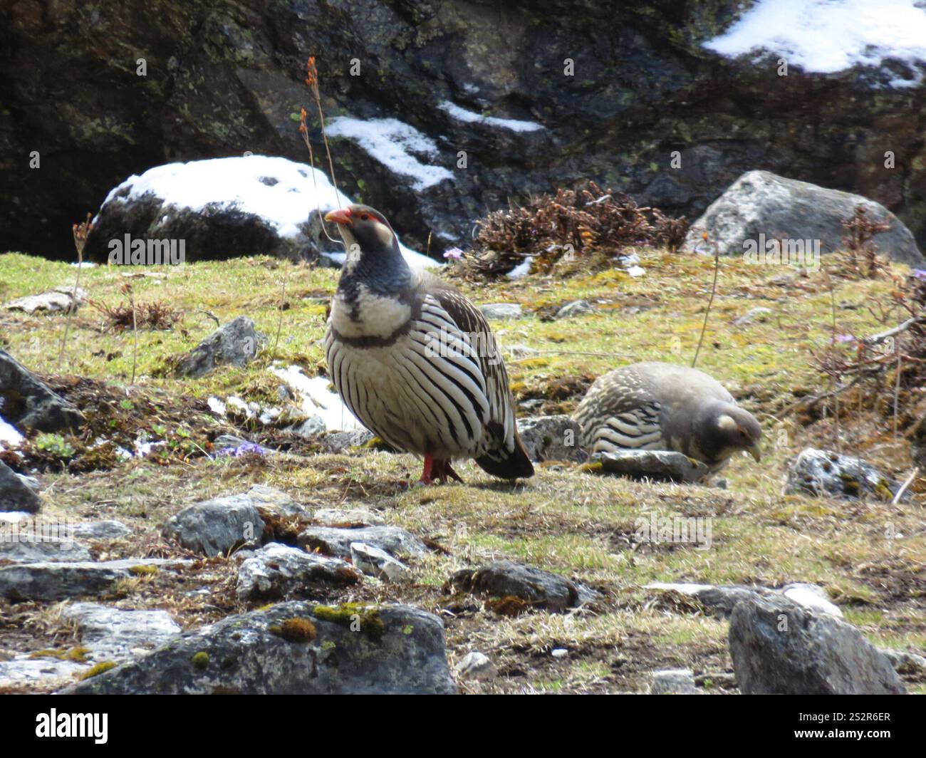Tibetan Snowcock (Tetraogallus tibetanus Stock Photo - Alamy