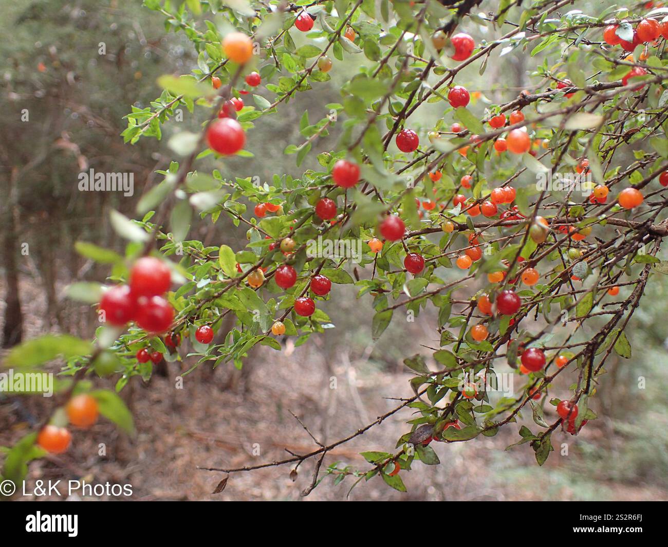 Prickly Currant-Bush (Coprosma quadrifida Stock Photo - Alamy