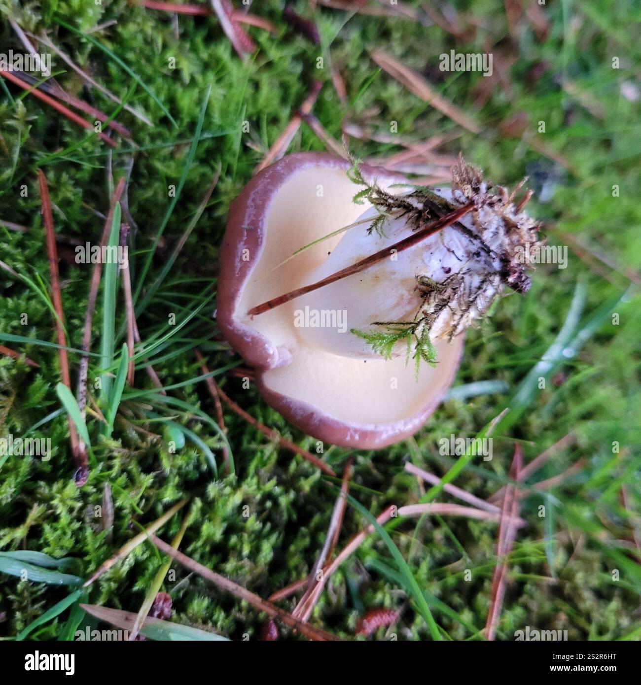 Short-stalked Suillus (Suillus brevipes Stock Photo - Alamy