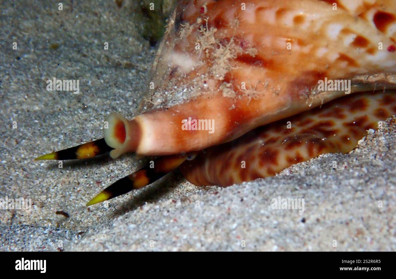 Charonia tritonis hi-res stock photography and images - Alamy