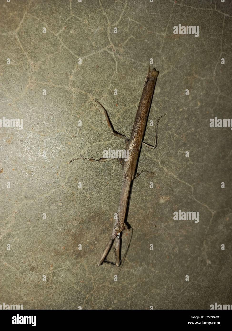 African stick mantis hi-res stock photography and images - Alamy