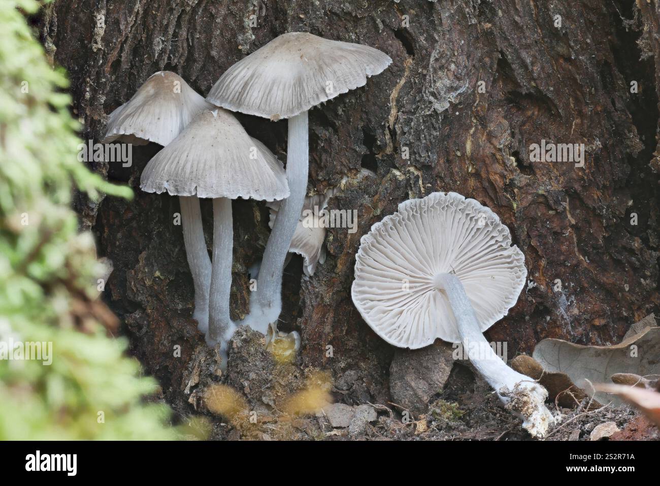 clustered bonnet (Mycena inclinata Stock Photo - Alamy