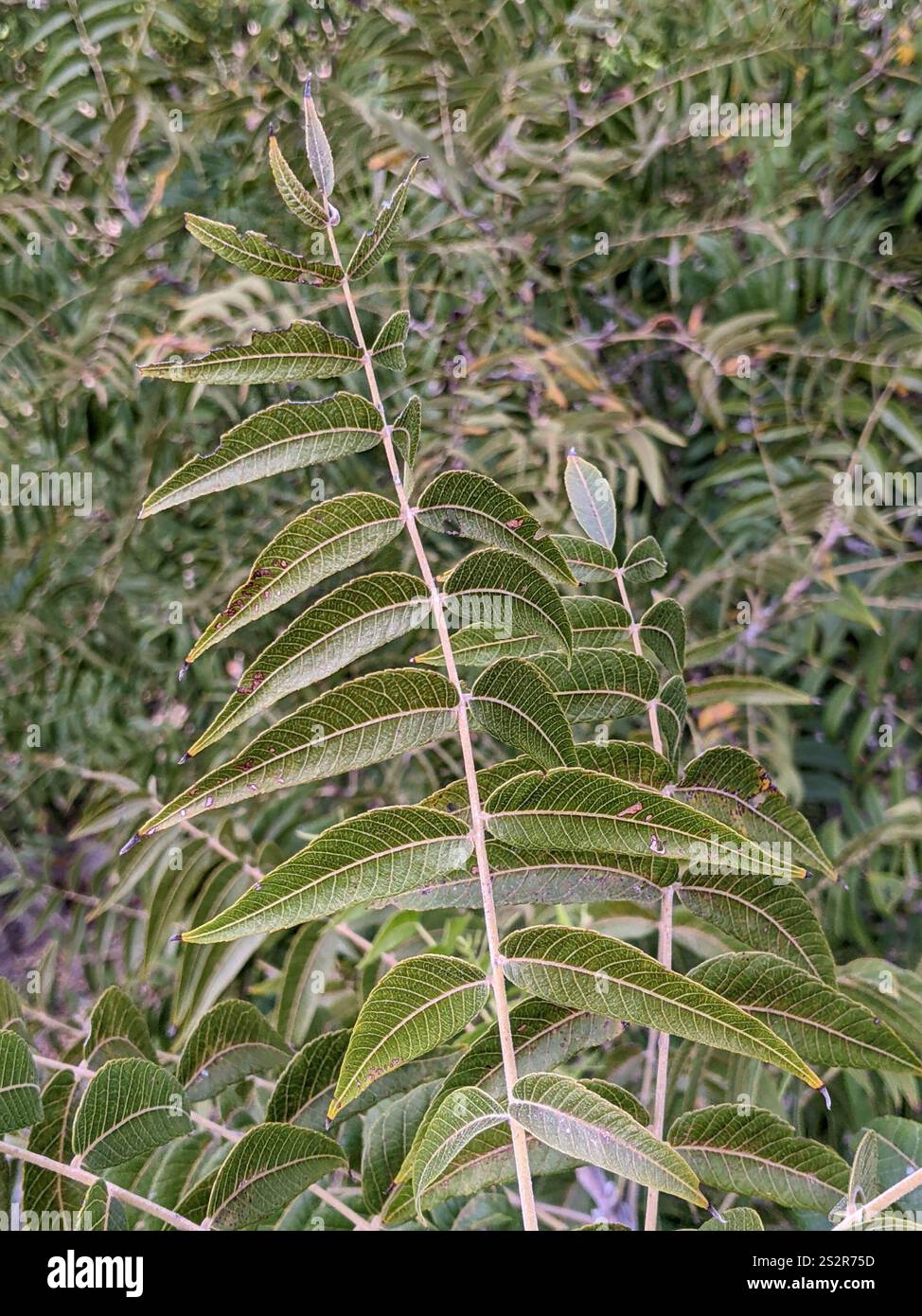 Little Walnut (Juglans microcarpa Stock Photo - Alamy