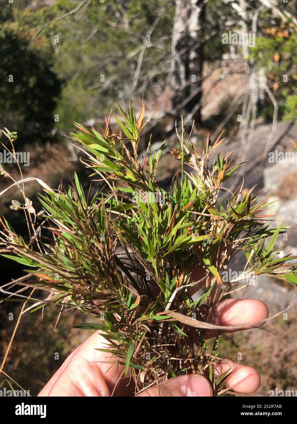 Lindheimer's Panicgrass (Dichanthelium lindheimeri Stock Photo - Alamy