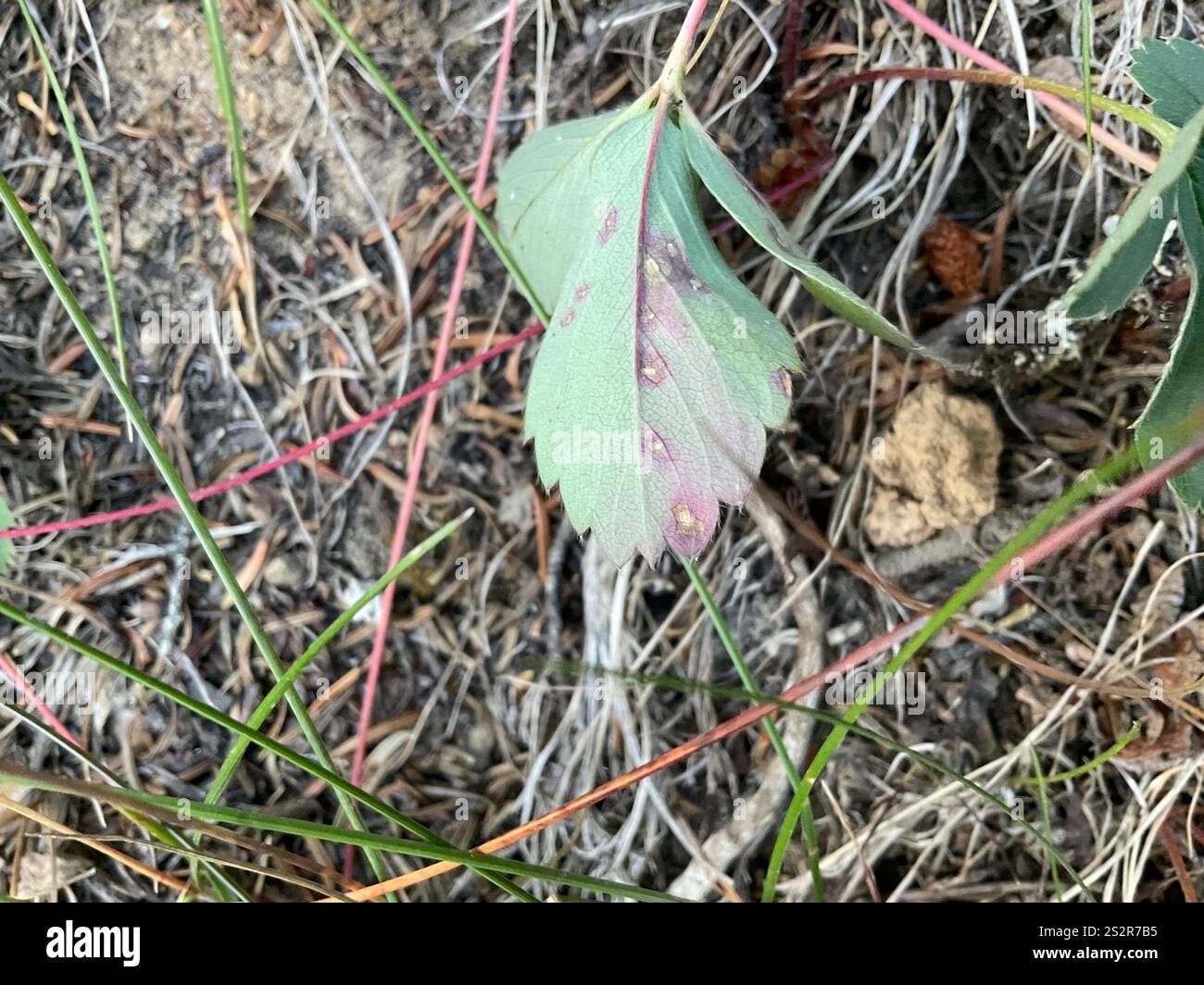 Common Strawberry Spot (Ramularia grevilleana Stock Photo - Alamy