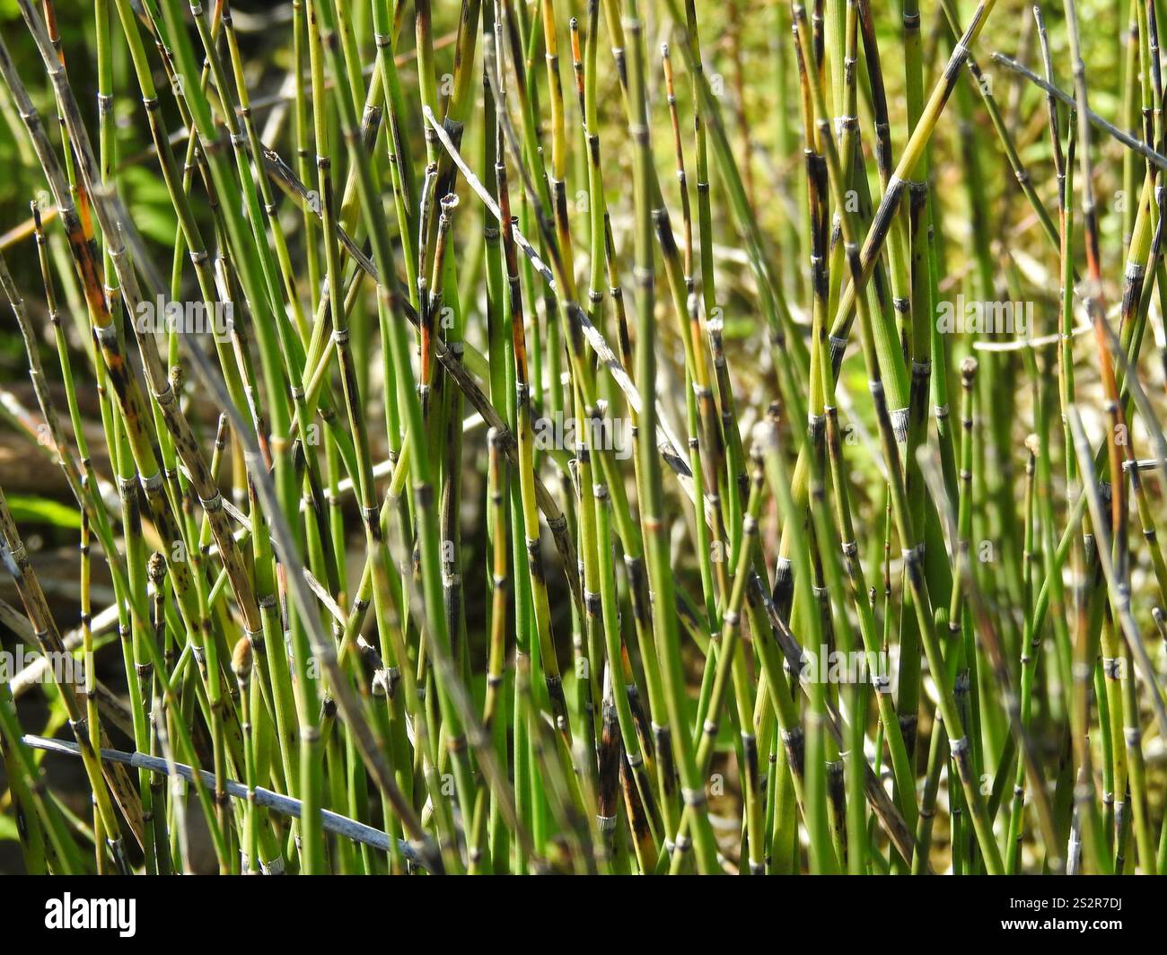 rough horsetail (Equisetum hyemale Stock Photo - Alamy