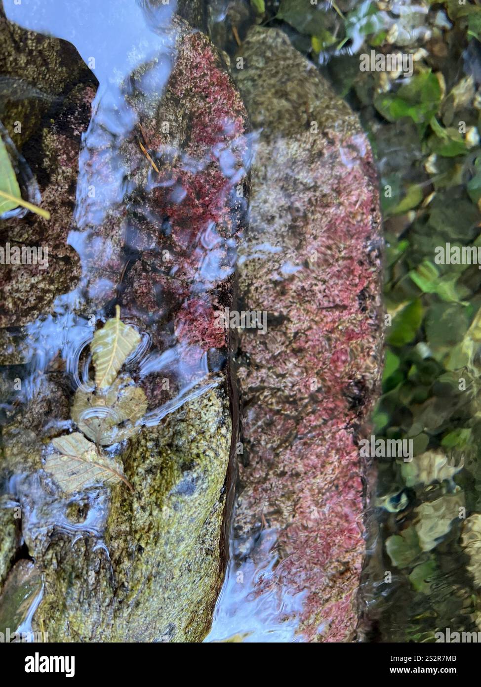 purple sulfur bacteria (Chromatiales Stock Photo - Alamy