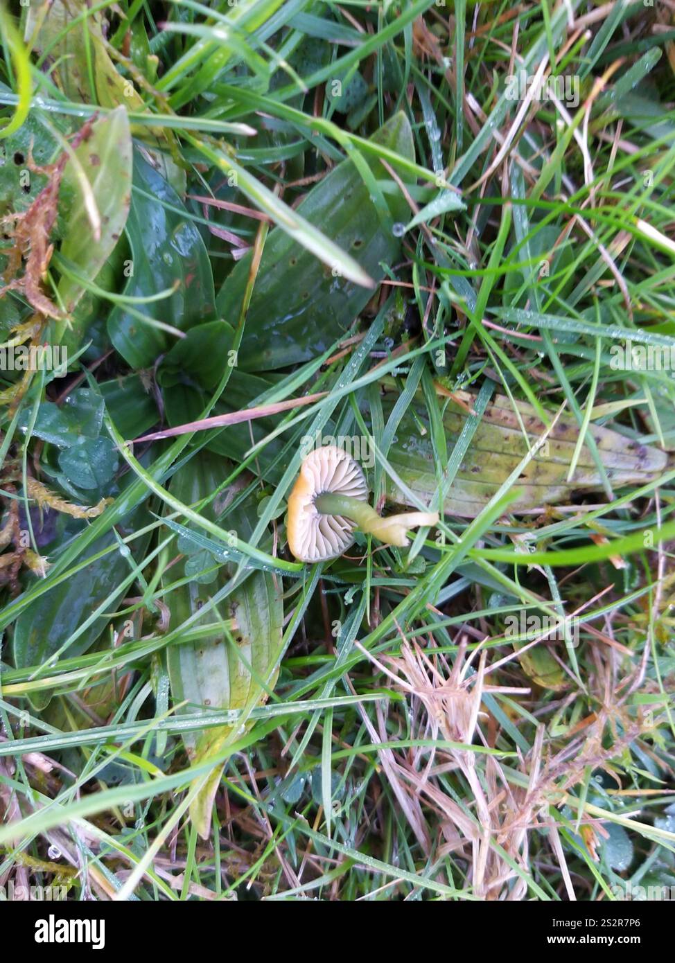 Parrot Mushroom (Gliophorus psittacinus Stock Photo - Alamy