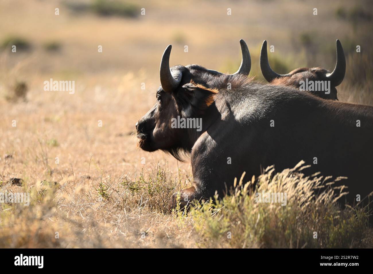 Close up portrait african buffalo hi-res stock photography and images ...