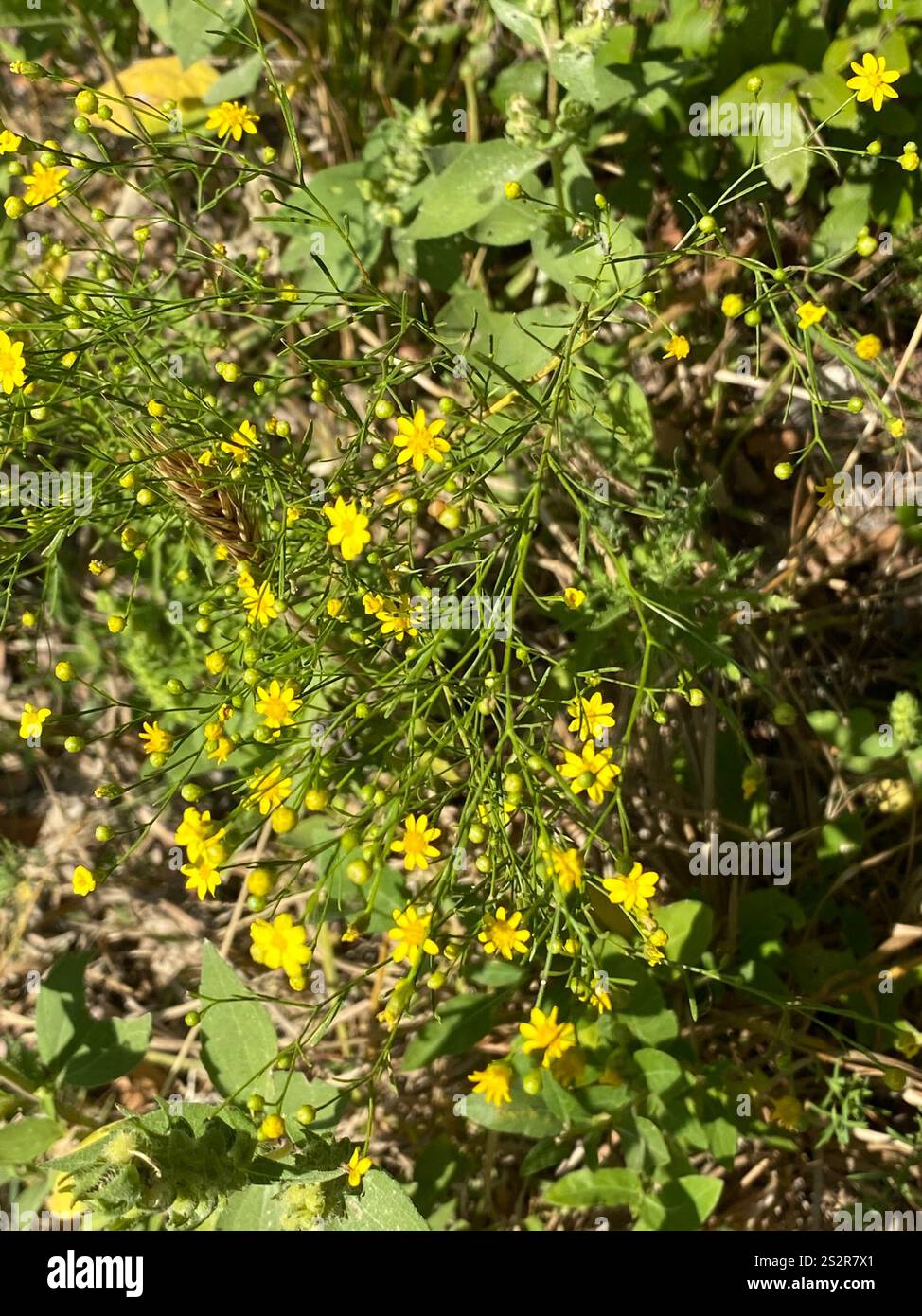 prairie broomweed (Amphiachyris dracunculoides Stock Photo - Alamy