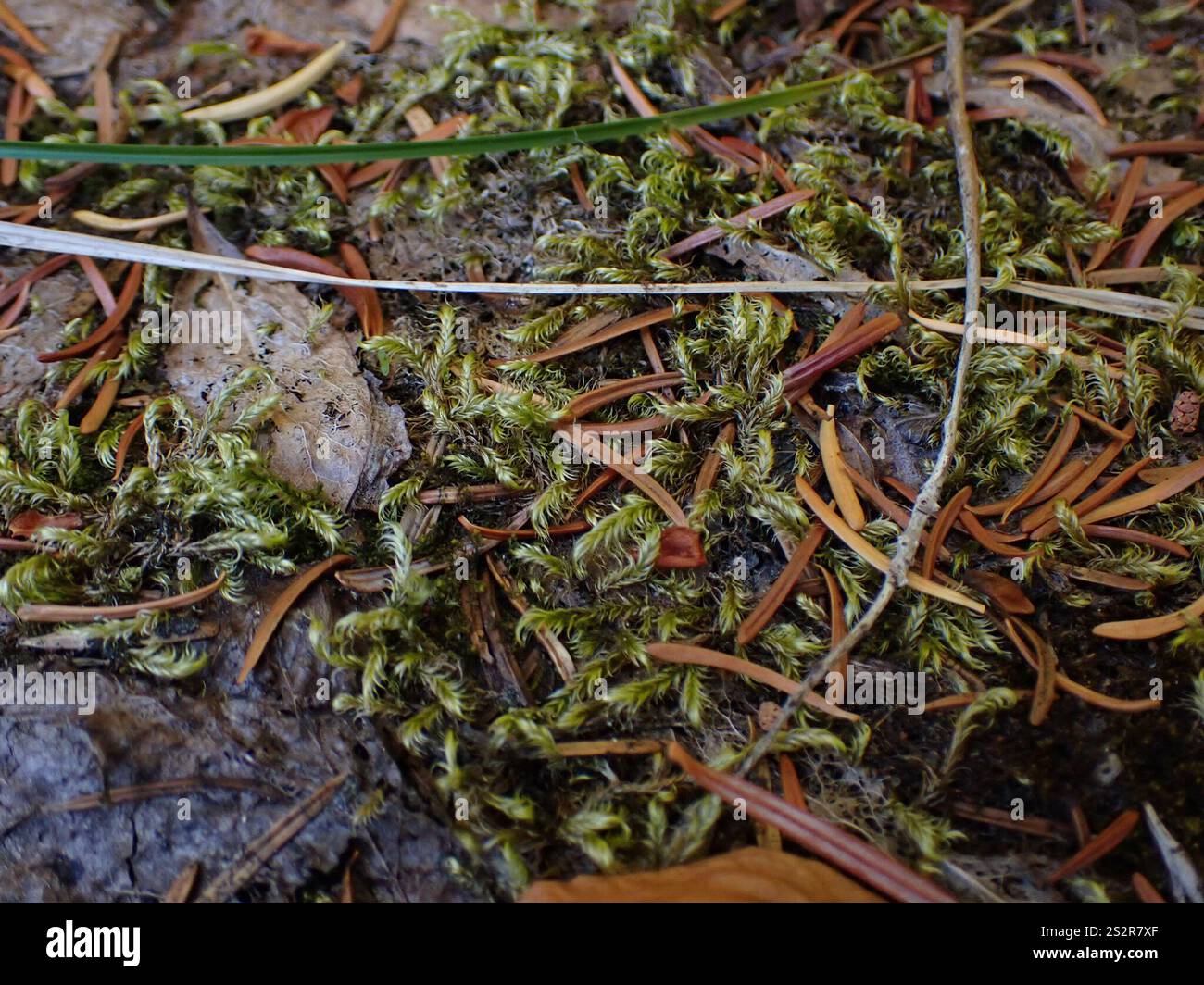 Kneiff's hook-moss (Drepanocladus aduncus Stock Photo - Alamy