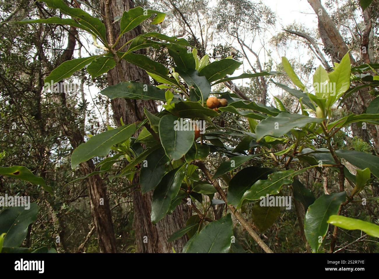 Australian Cheesewood (Pittosporum undulatum Stock Photo - Alamy