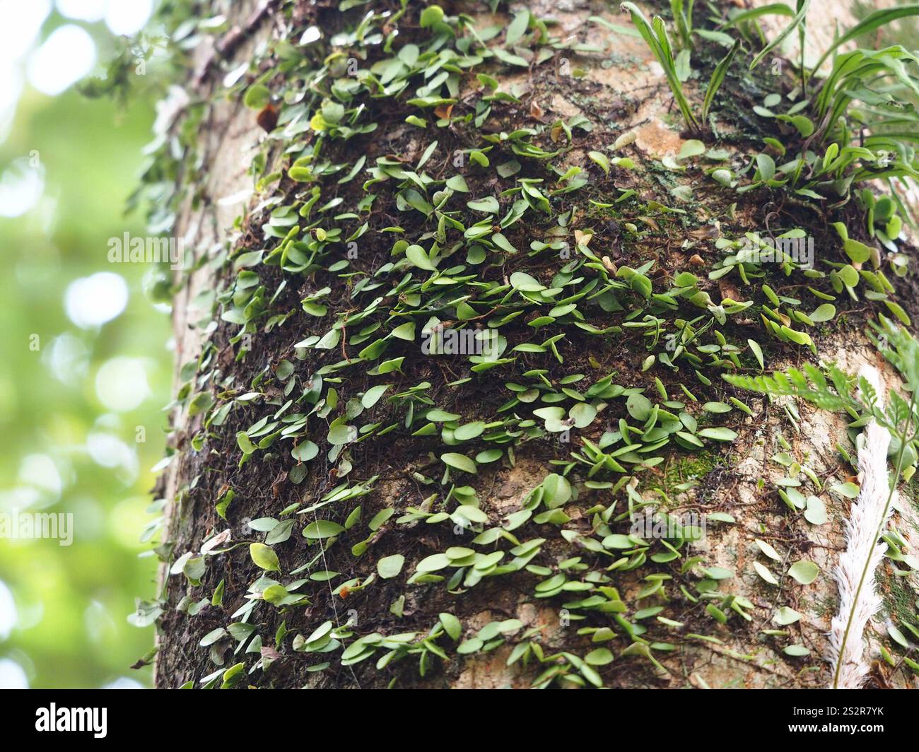 Green penny fern (Lemmaphyllum microphyllum Stock Photo - Alamy