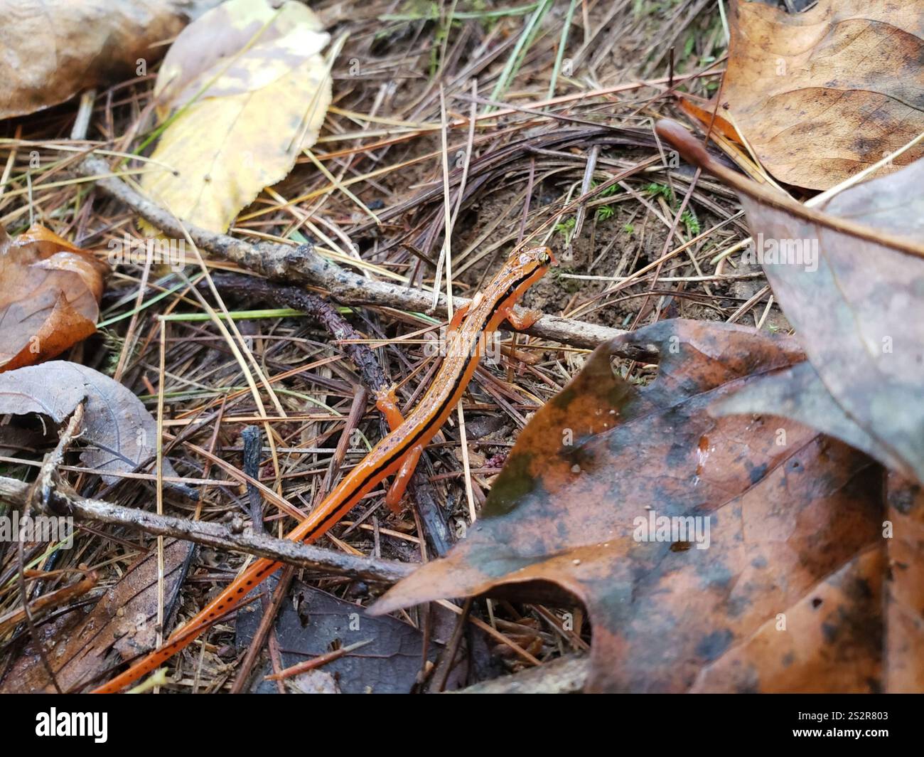 Blue Ridge Two-lined Salamander (Eurycea wilderae Stock Photo - Alamy