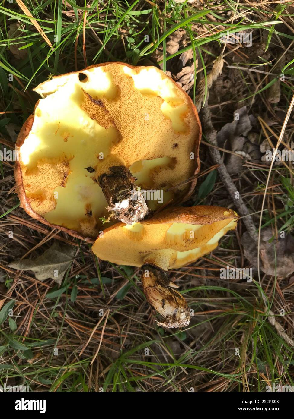 Purple-veiled Slippery Jack (Suillus luteus Stock Photo - Alamy