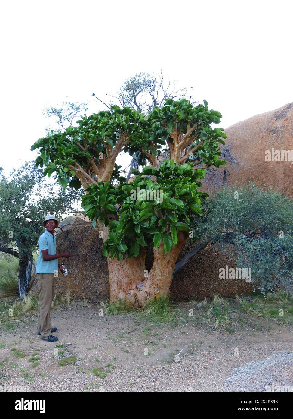 Cobas Tree (Cyphostemma currorii Stock Photo - Alamy