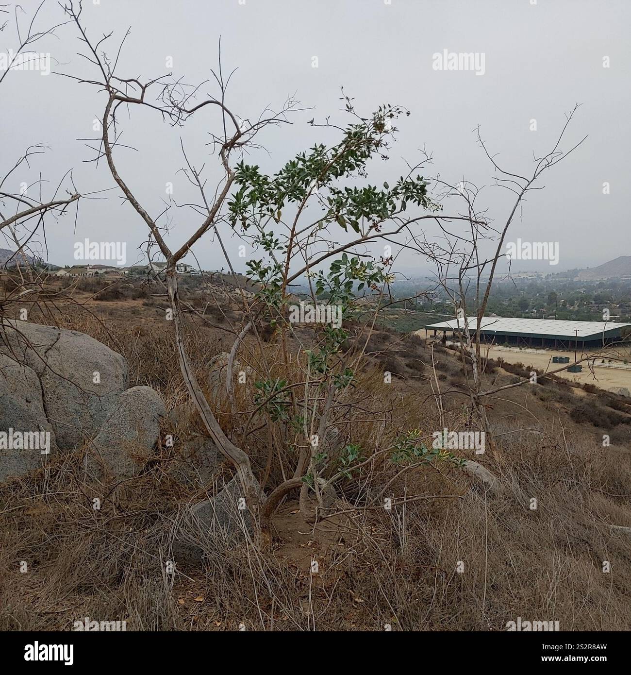 tree tobacco (Nicotiana glauca Stock Photo - Alamy