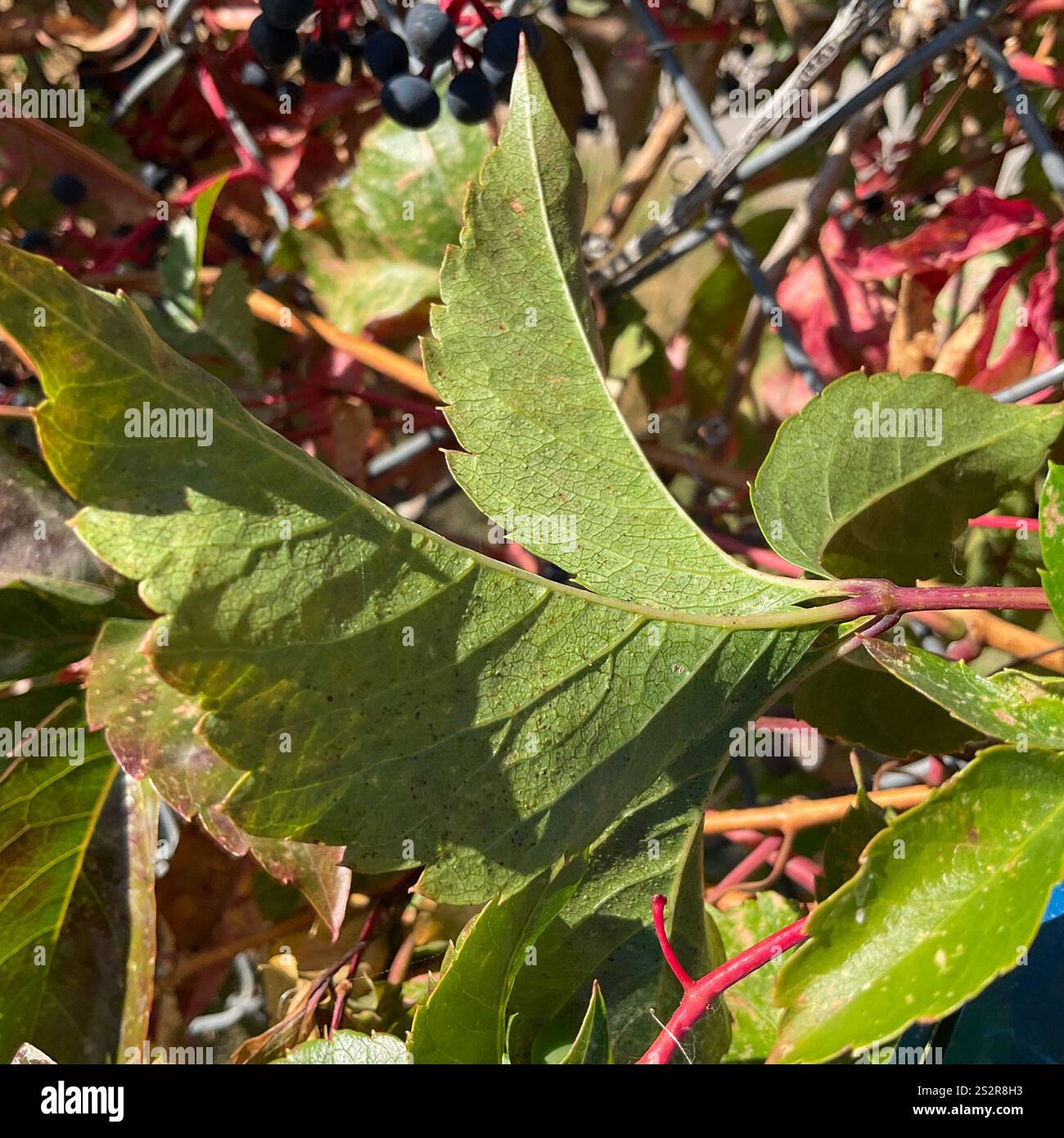 thicket creeper (Parthenocissus inserta Stock Photo - Alamy