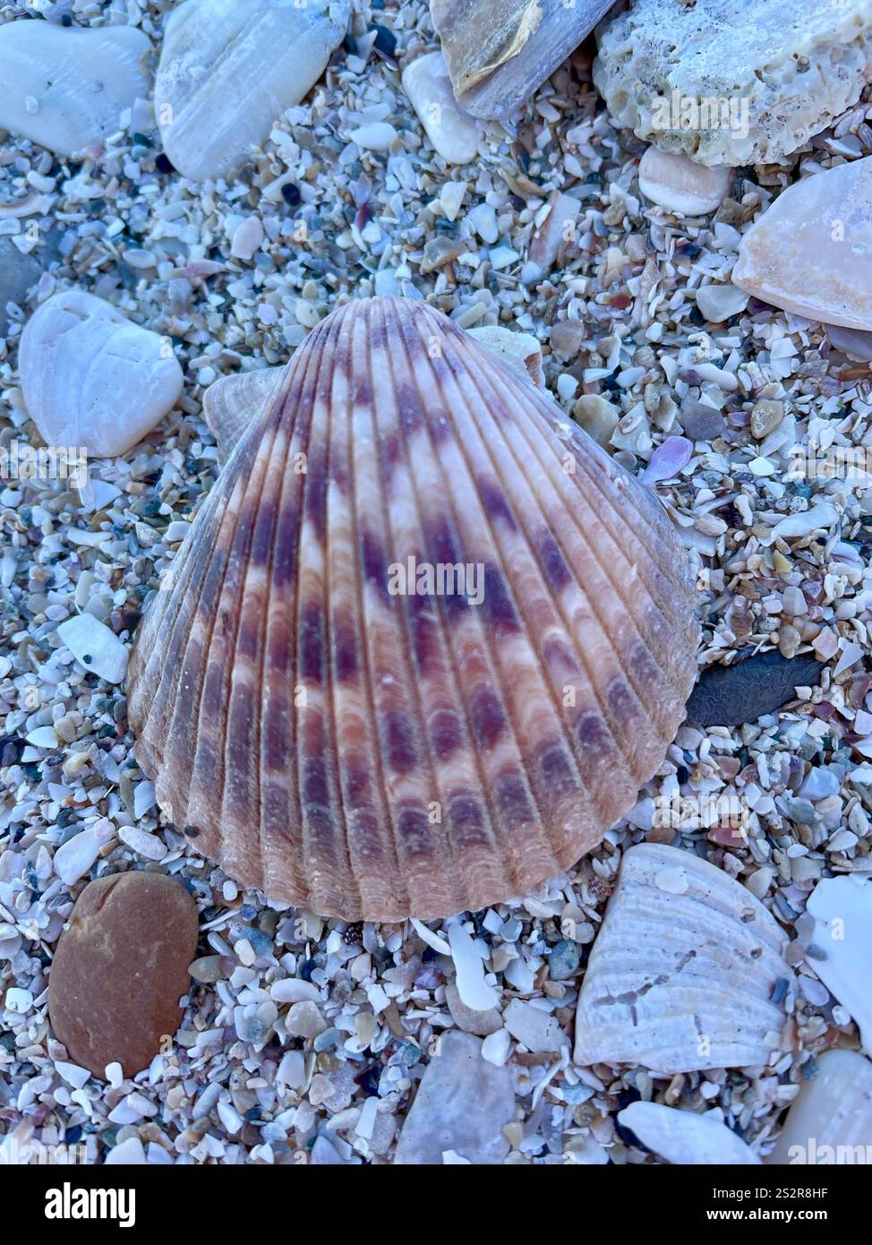 Pacific Calico Scallop (Argopecten ventricosus Stock Photo - Alamy