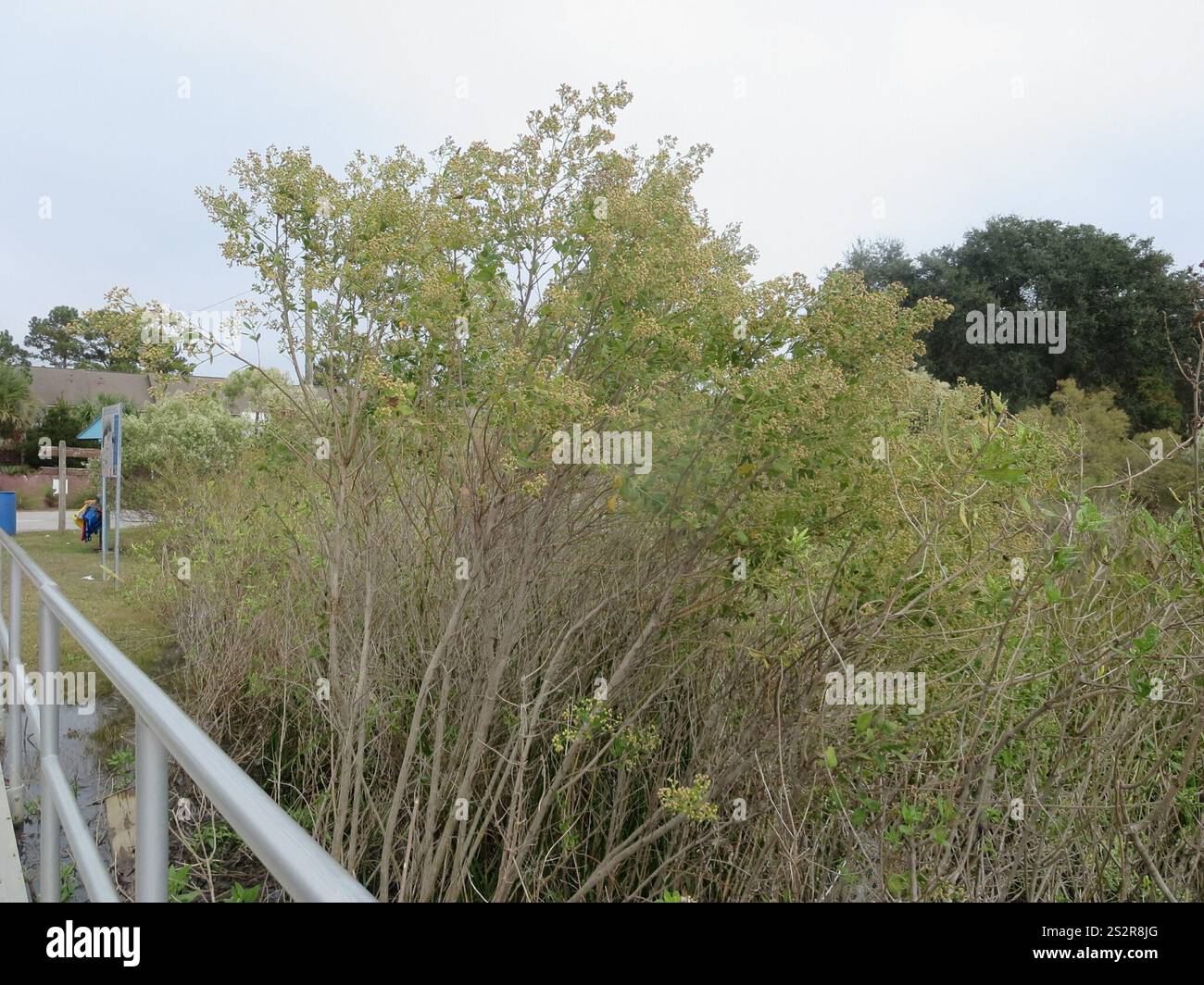 groundsel tree (Baccharis halimifolia Stock Photo - Alamy