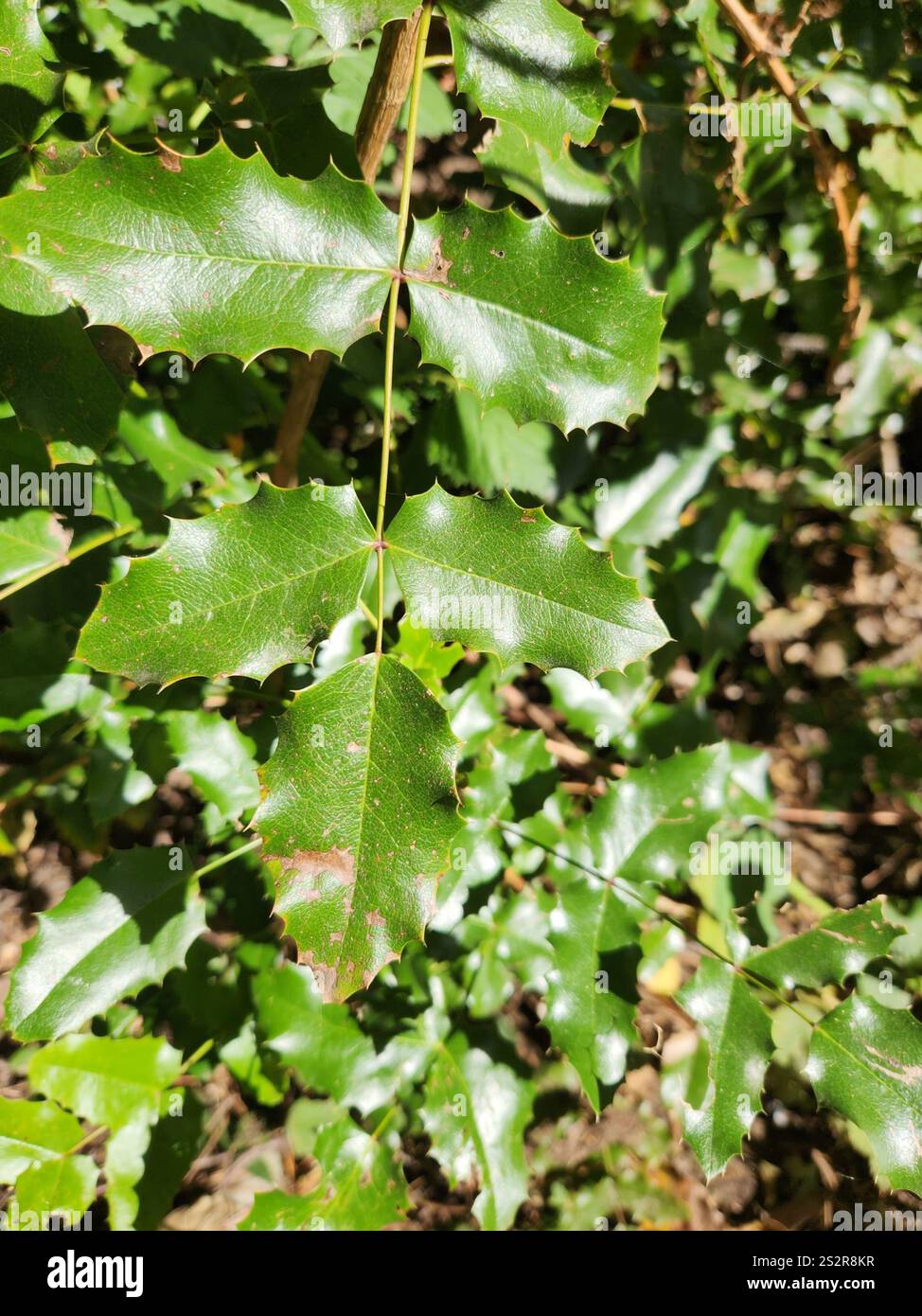 California barberry (Berberis pinnata Stock Photo - Alamy