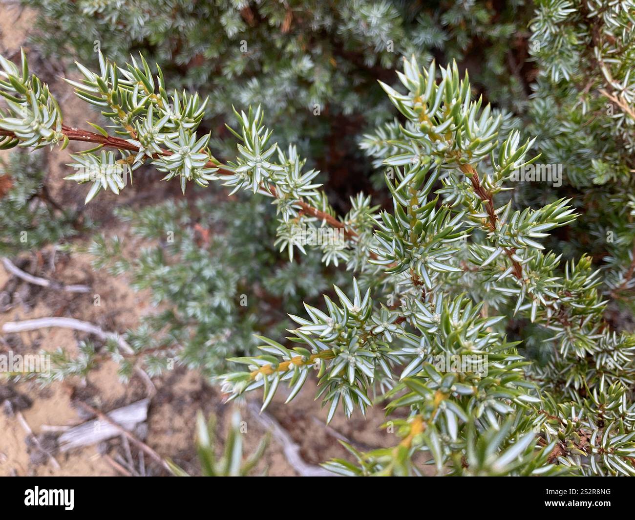 common juniper (Juniperus communis Stock Photo - Alamy