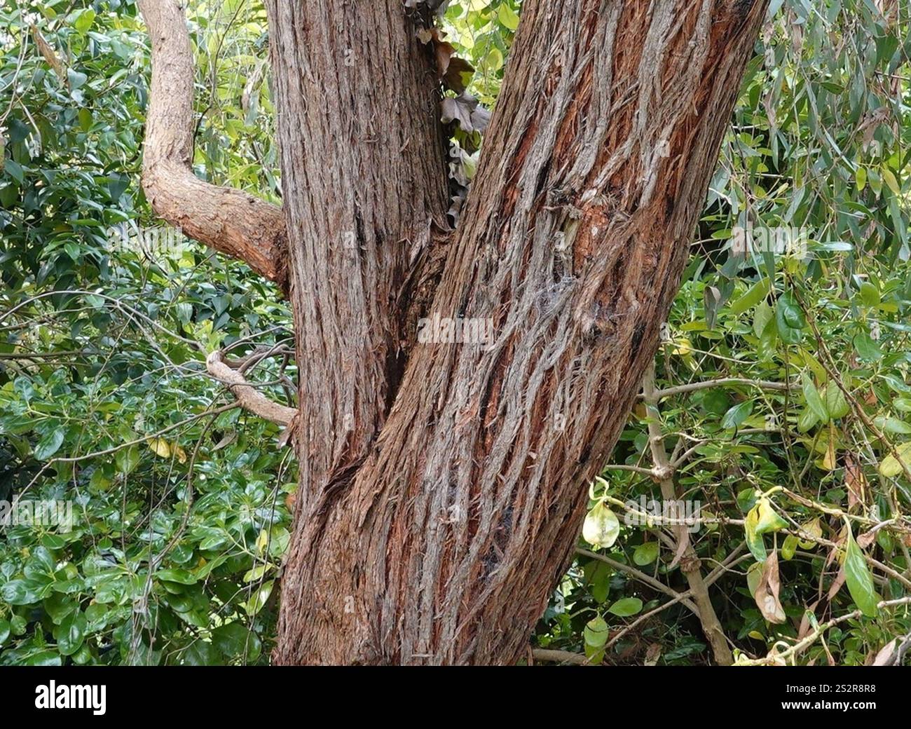 Red Stringybark (Eucalyptus macrorhyncha Stock Photo - Alamy