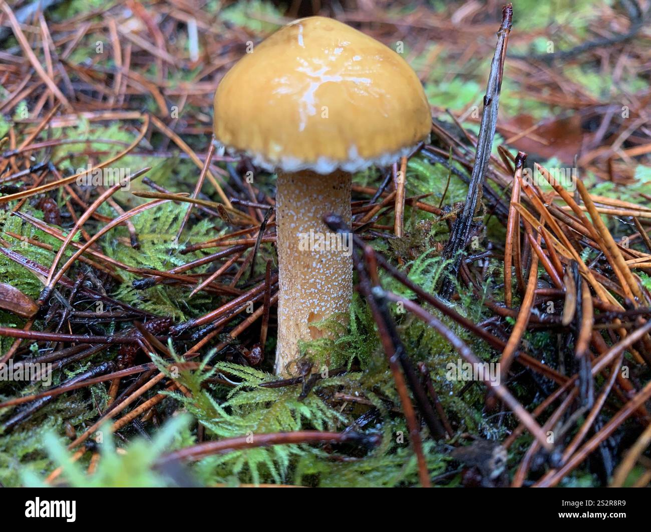 Blue-staining Slippery Jack (Suillus tomentosus Stock Photo - Alamy