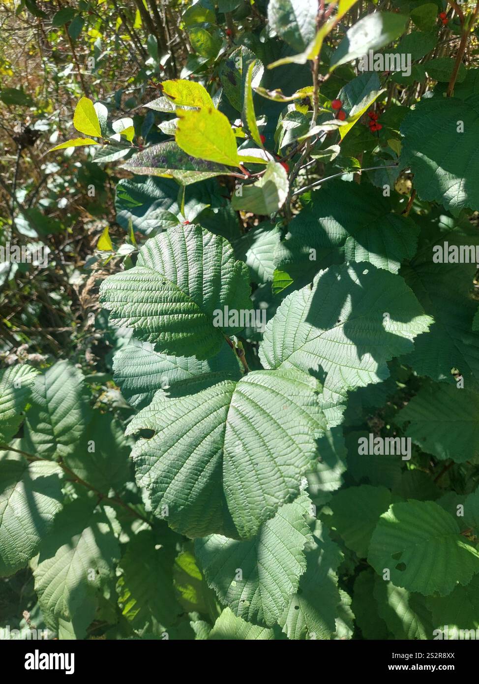 swamp alder (Alnus incana rugosa Stock Photo - Alamy