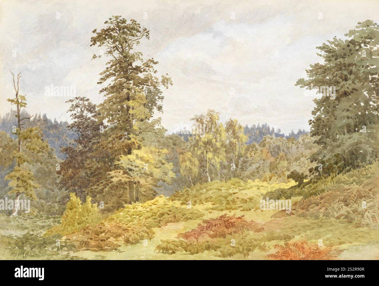 Forest, Kashmir, by George Strahan Stock Photo - Alamy