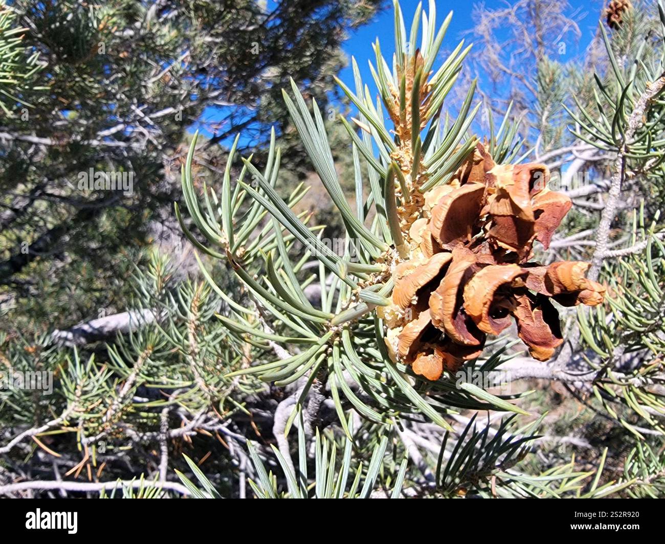 singleleaf pinyon (Pinus monophylla Stock Photo - Alamy