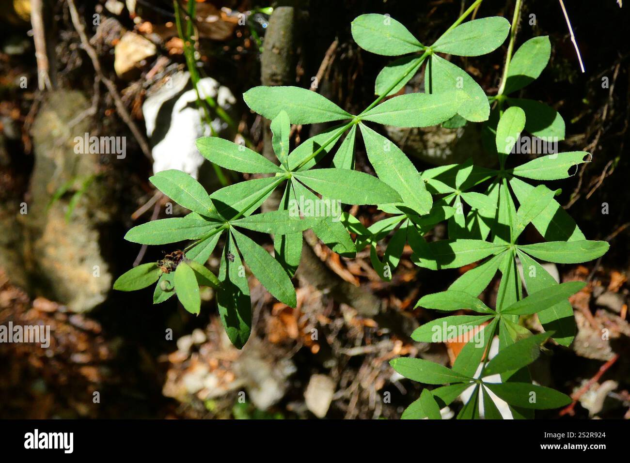 Wood Bedstraw (Galium sylvaticum Stock Photo - Alamy