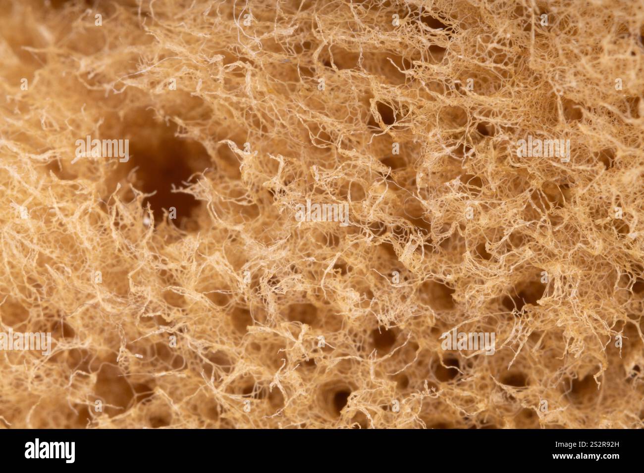 Detailed macro texture of natural sea sponge Stock Photo - Alamy