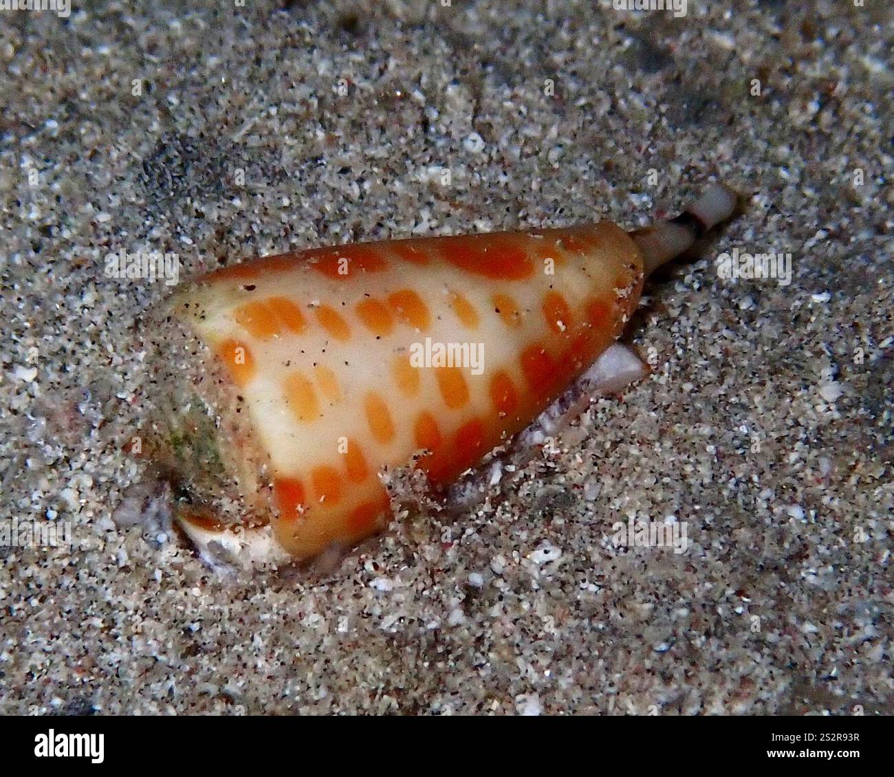 Tessellate Cone (Conus tessulatus Stock Photo - Alamy