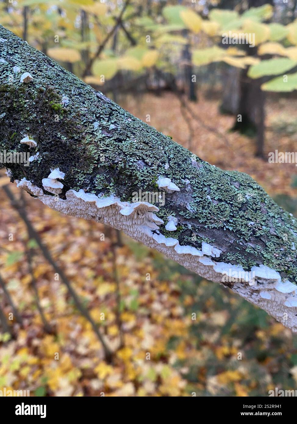 Milk-white Toothed Polypore (Irpex lacteus Stock Photo - Alamy