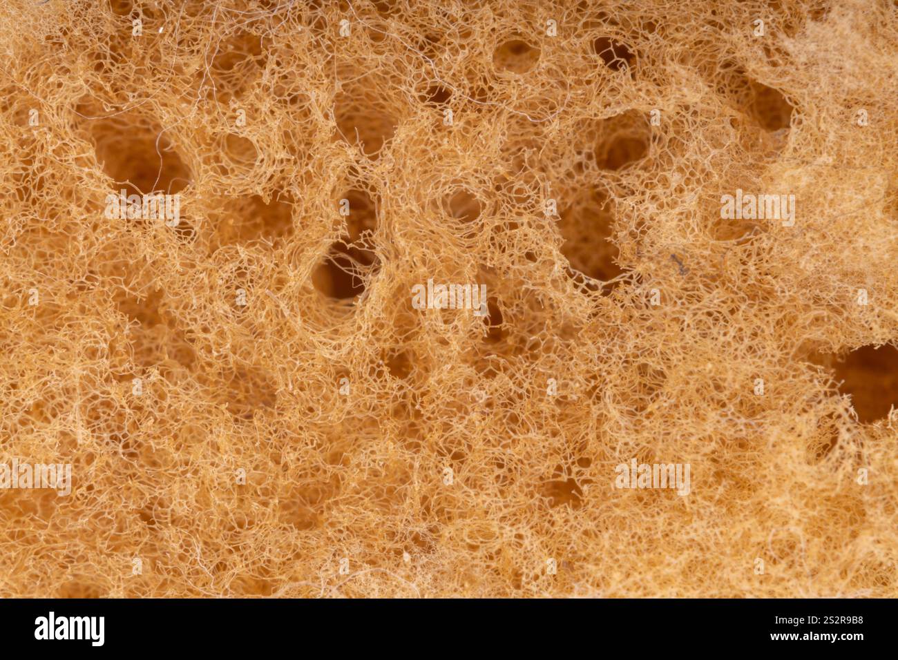 Macro close up of natural sea sponge texture Stock Photo - Alamy
