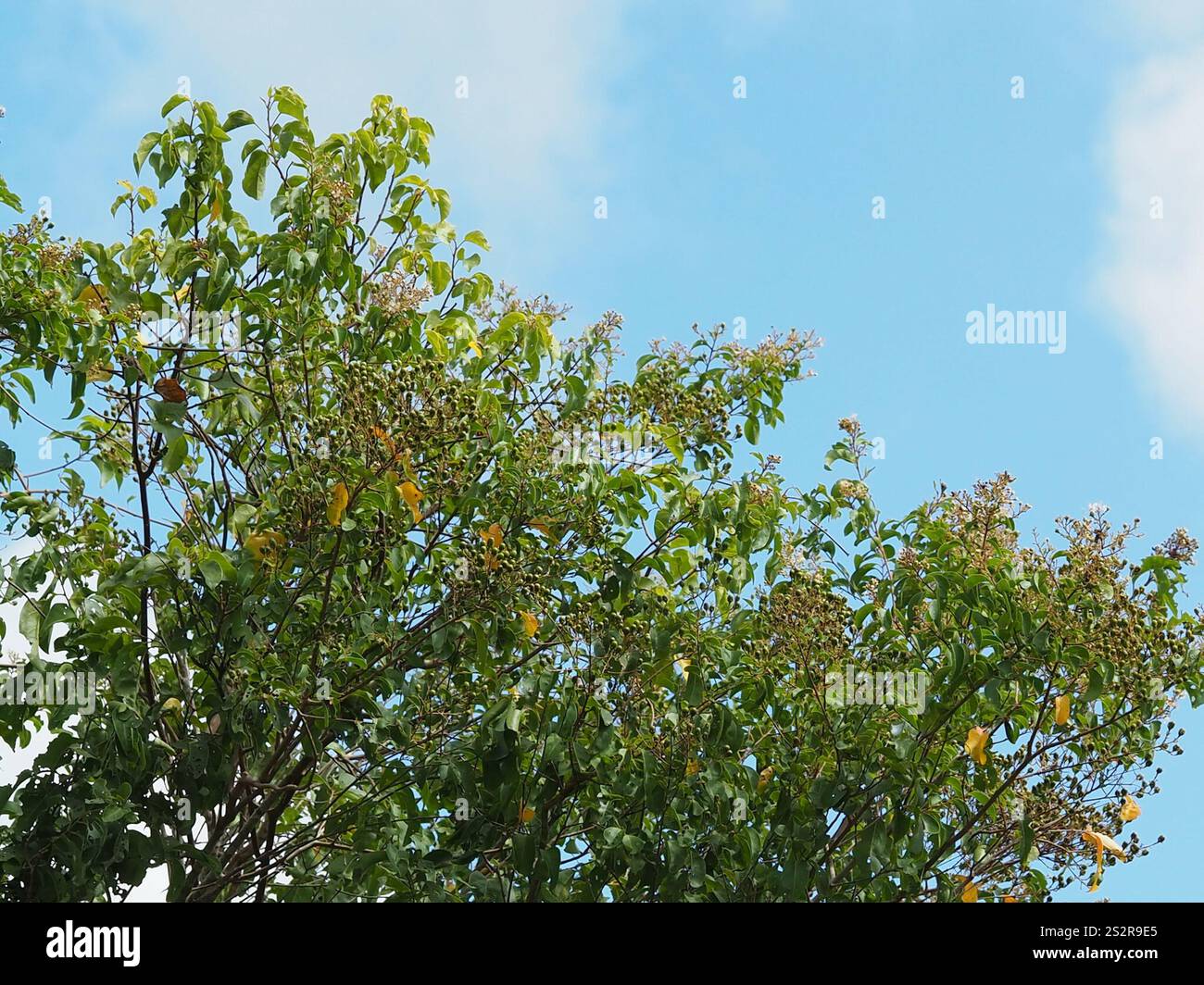 Subcostate Crape Myrtle (Lagerstroemia subcostata Stock Photo - Alamy