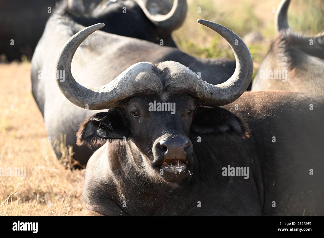 Close up portrait african buffalo hi-res stock photography and images ...