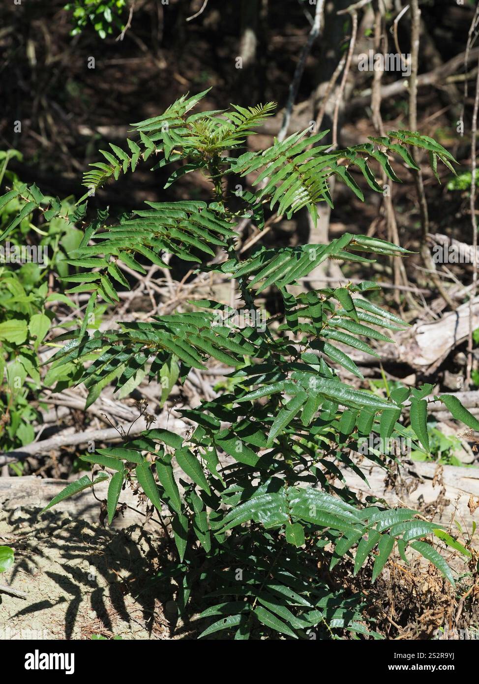 Japanese Prickly Ash (Zanthoxylum ailanthoides Stock Photo - Alamy