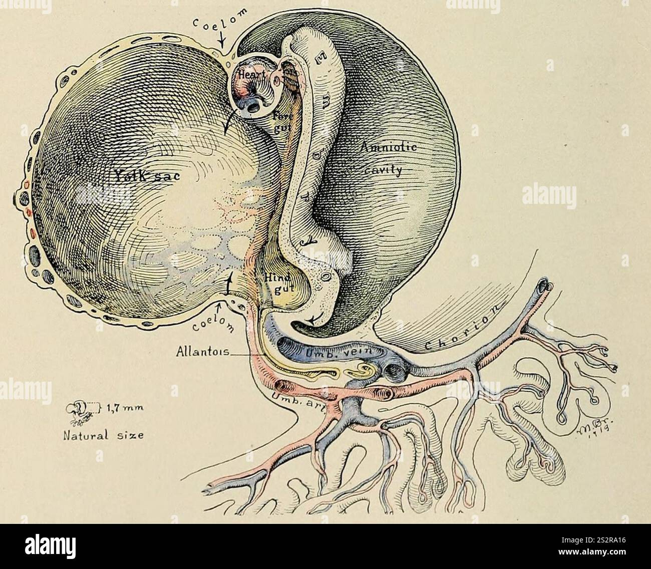 Formation of the Umbilical Region. human embryo, 1.7 mm. long Stock ...