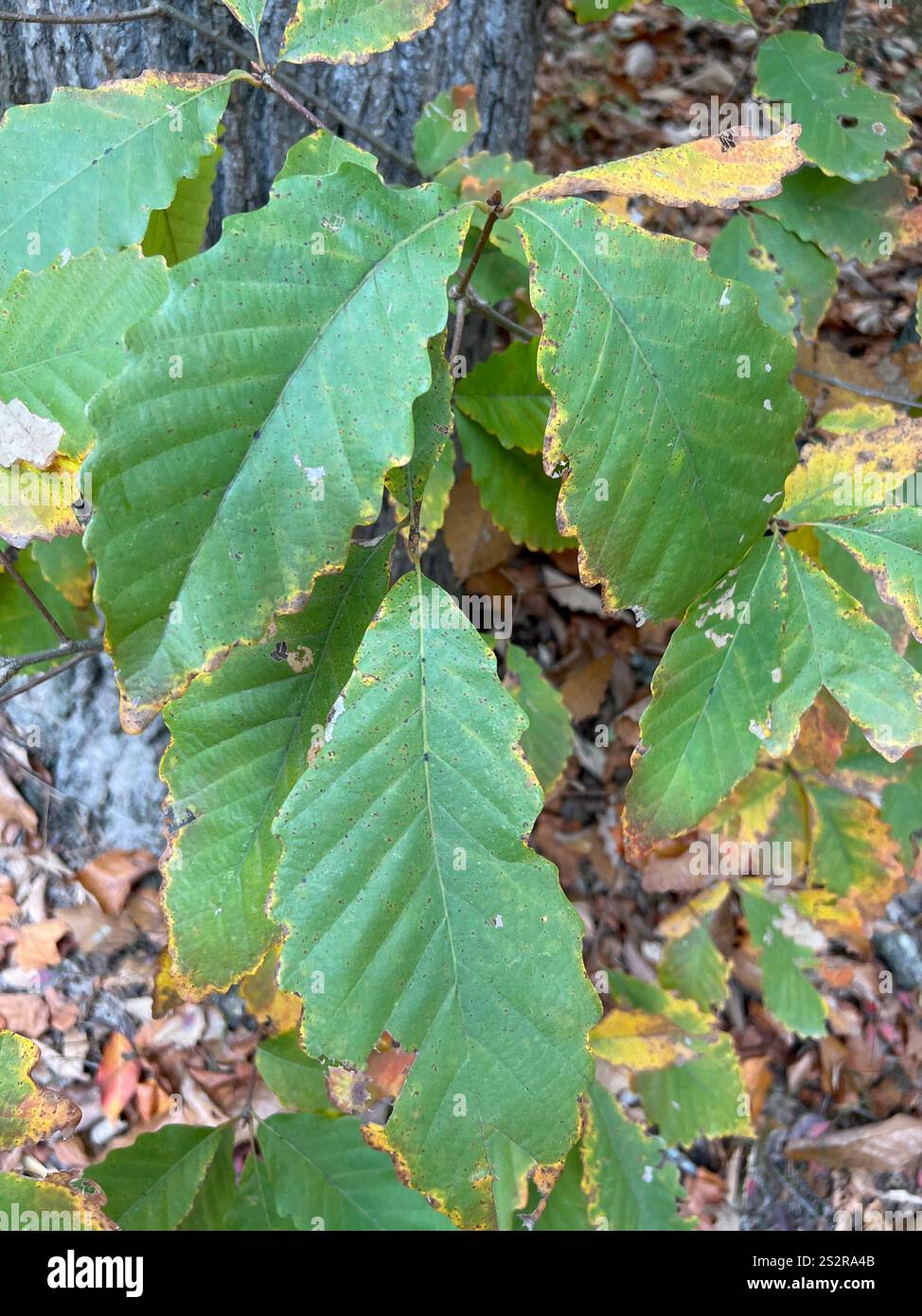 chestnut oak (Quercus montana Stock Photo - Alamy