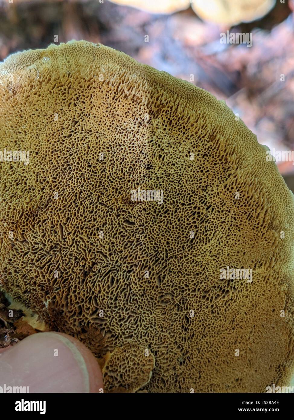 Cerrena hi-res stock photography and images - Alamy